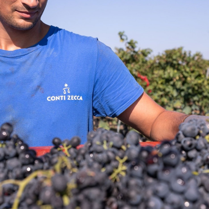 Wein, Prosecco & Grappa aus Italien | Superiore.de