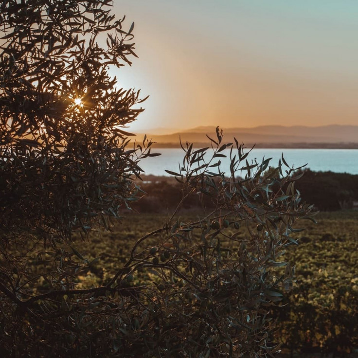 Wine, Prosecco & Grappa from Italy | Superiore.de