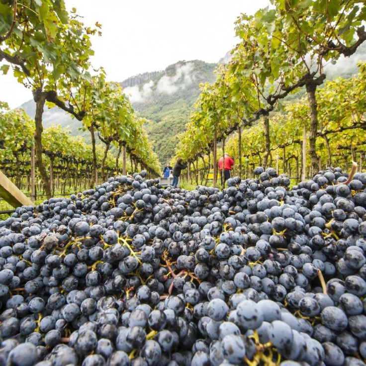 Wine, Prosecco & Grappa from Italy | Superiore.de