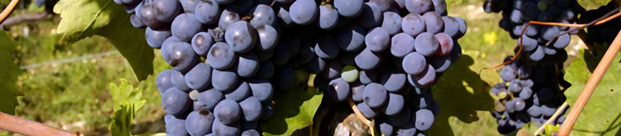 Carignano | Superiore.de