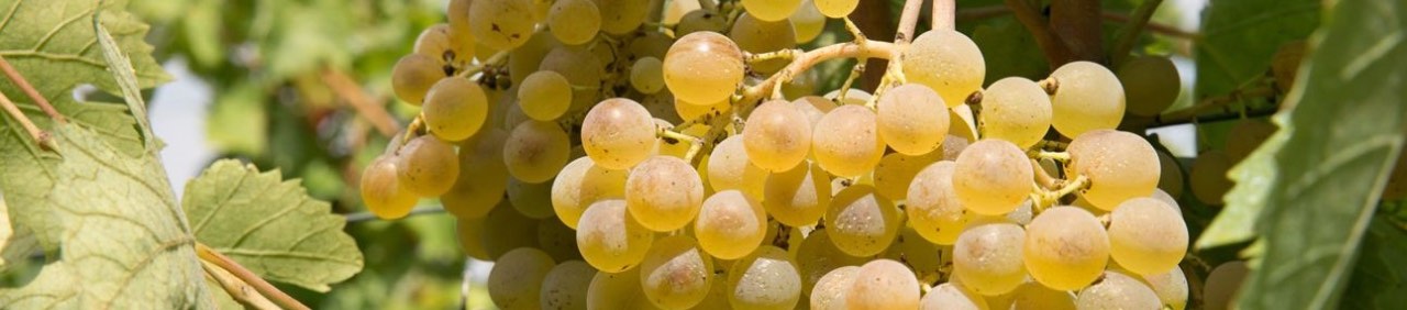 Friulano | Superiore.de