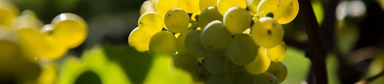 Riesling | Superiore.de