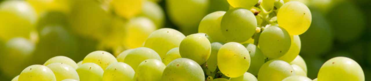 Trebbiano | Superiore.de